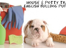 English Bulldog Puppy Training 101 - Castlewood Bulldogs