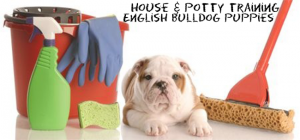 How to house train a English bulldog puppy the right way