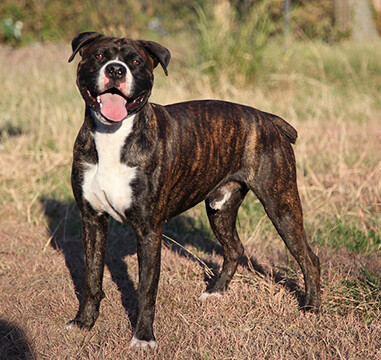 Bulldog Varieties - Castlewood Bulldogs