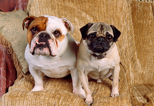 English Bulldogs - Bred to Companionship - Castlewood Bulldogs