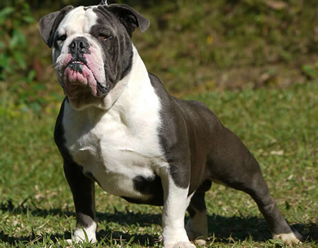 Bulldog Varieties - Castlewood Bulldogs