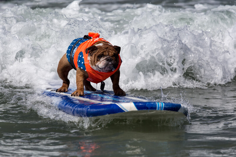 10 Reasons Why You Should Own An English Bulldog